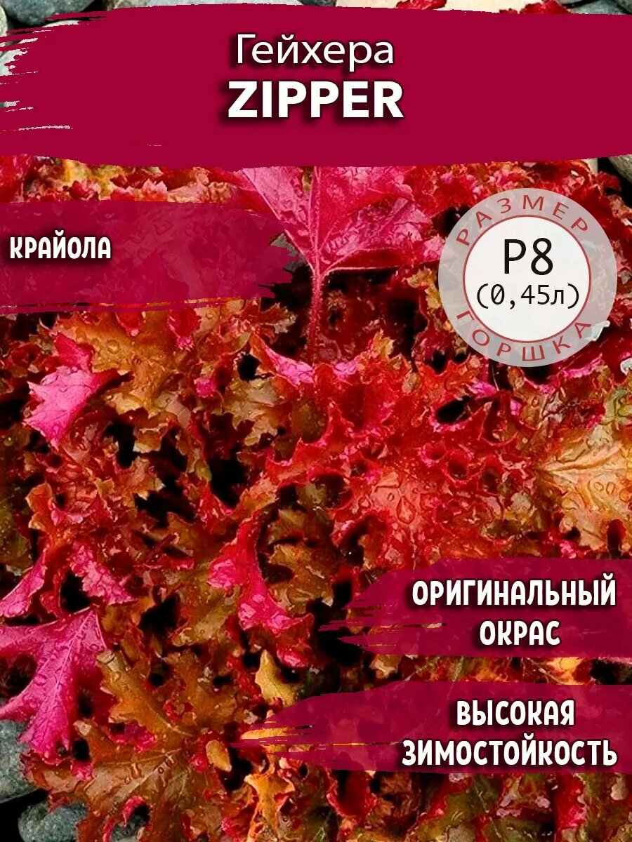 Гейхера "Zipper" Садовые Растения, многолетняя, оранжевые листья