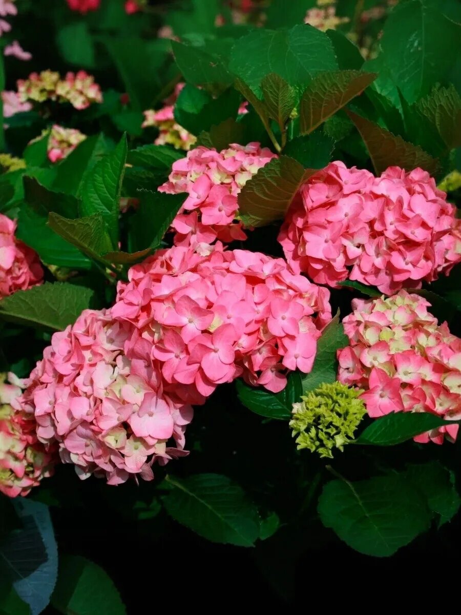 Гортензия Садовые Растения "Macrophylla Pink", розовая, до 1 м в высоту — фото 1