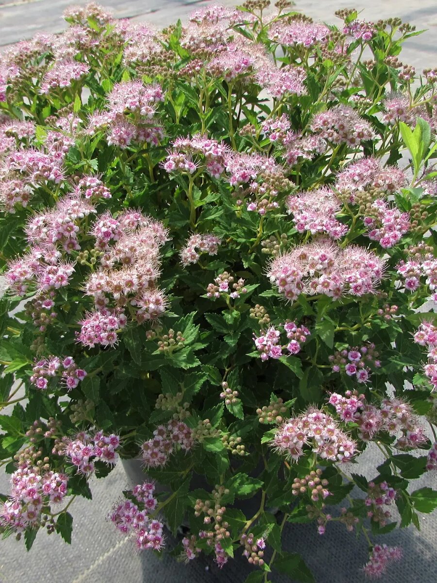 Спирея японская Japanese Dwarf