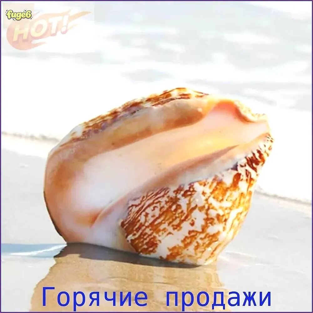 Ракушка морская, натуральная Стромбус Латиссимус 15-16см/декорация для аквариума
