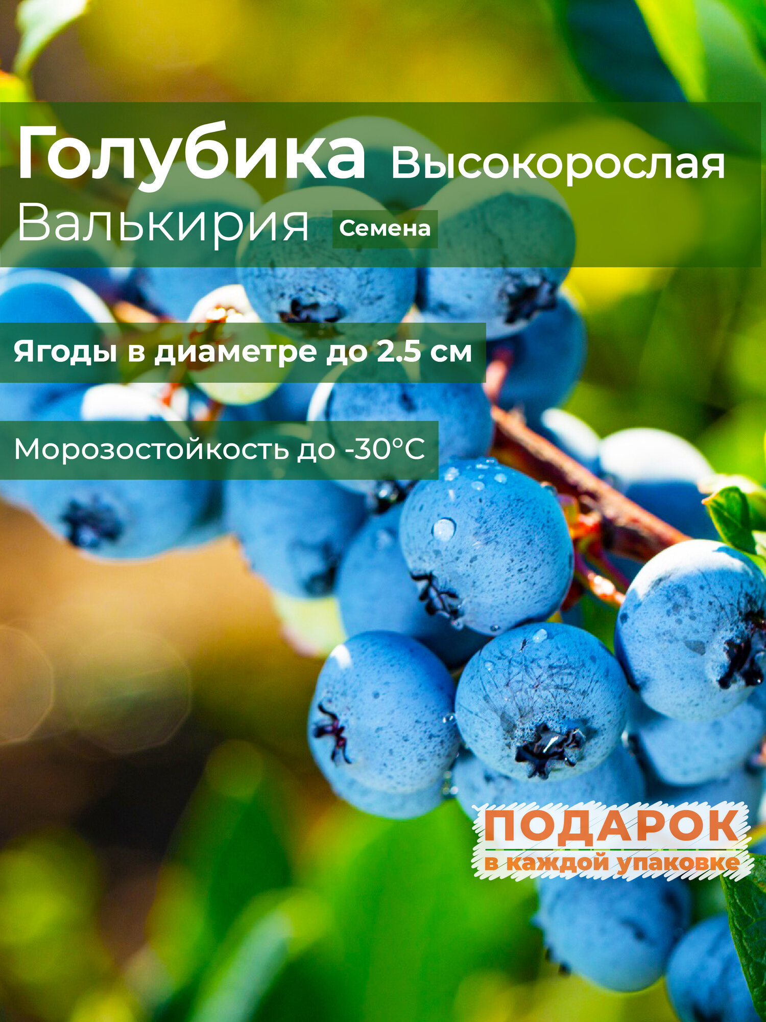 Голубика Высокорослая Валькирия, Семена, 20 шт, семена ягод, многолетник