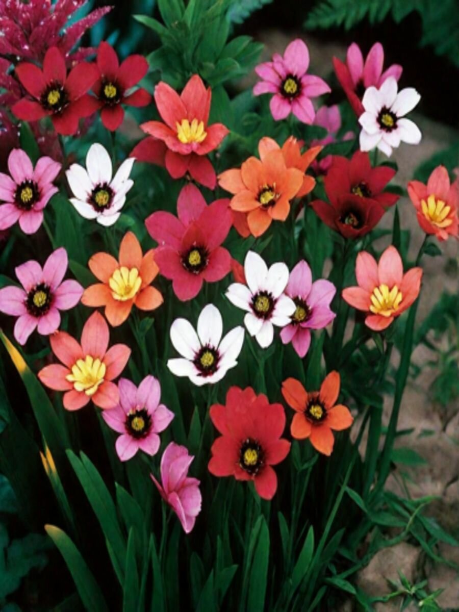 Спараксис Holland Bulb Market микс, 10шт, многолетник, высота 30см
