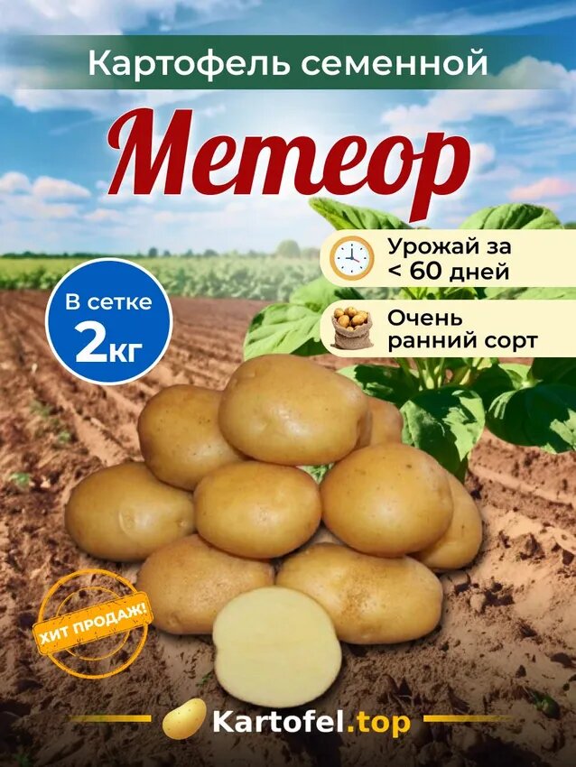 Картофель семенной клубни на посадку "Метеор" суперэлита (2 кг)