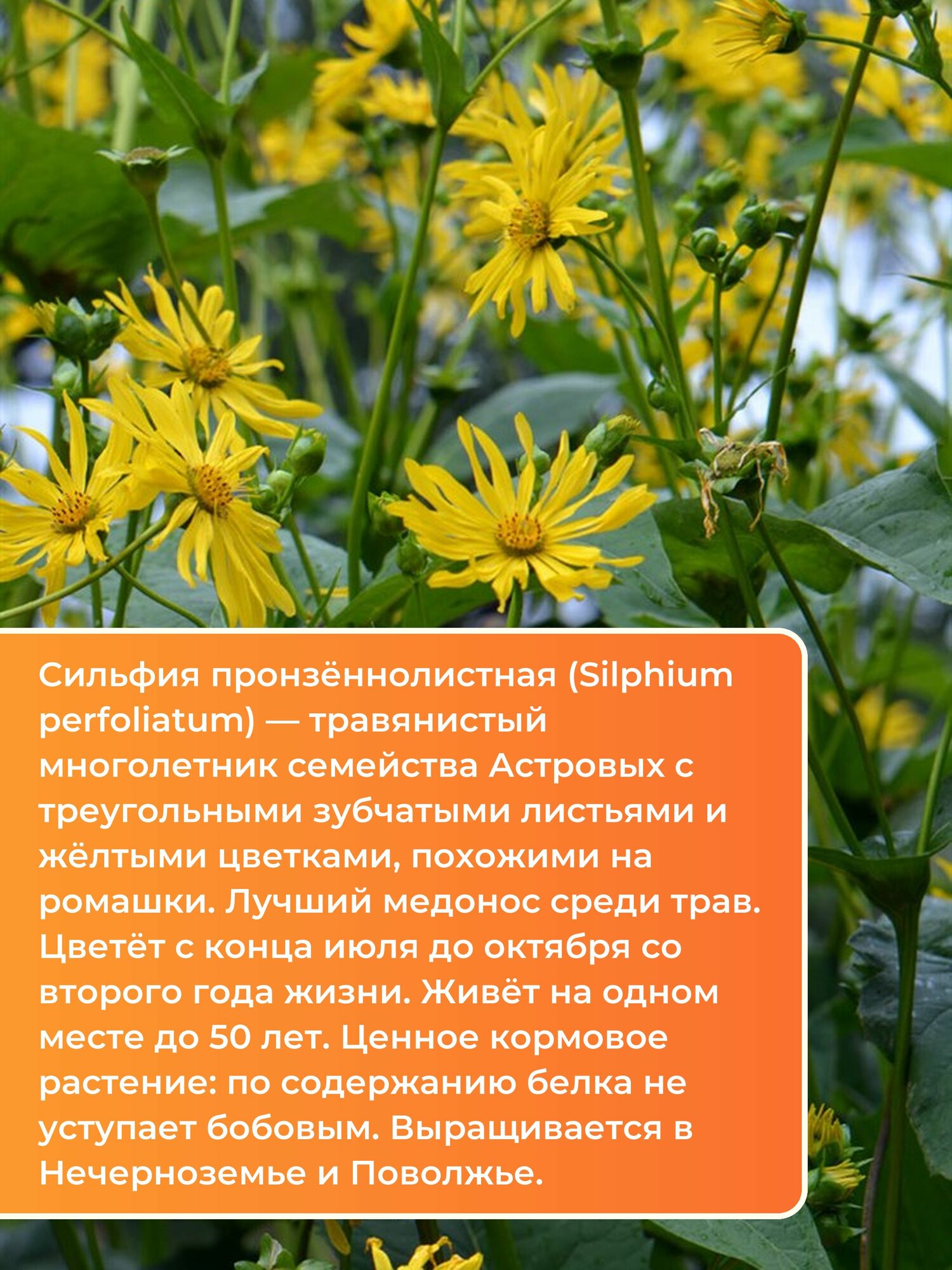Сильфия, семена, 10гр — фото 1
