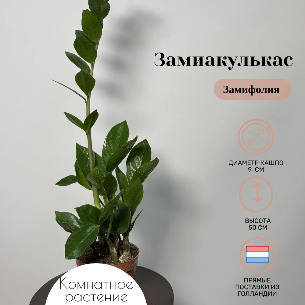 Комнатное растение Замиакулькас Замифолия в транспортировочном кашпо, высота 50 см