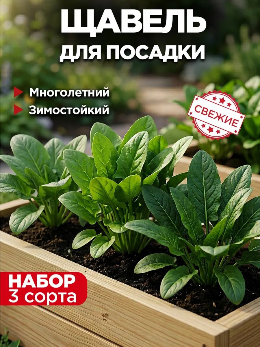 Семена щавеля многолетнего раннего 3 пачки щавель многолетний ранний семена щавеля раннего