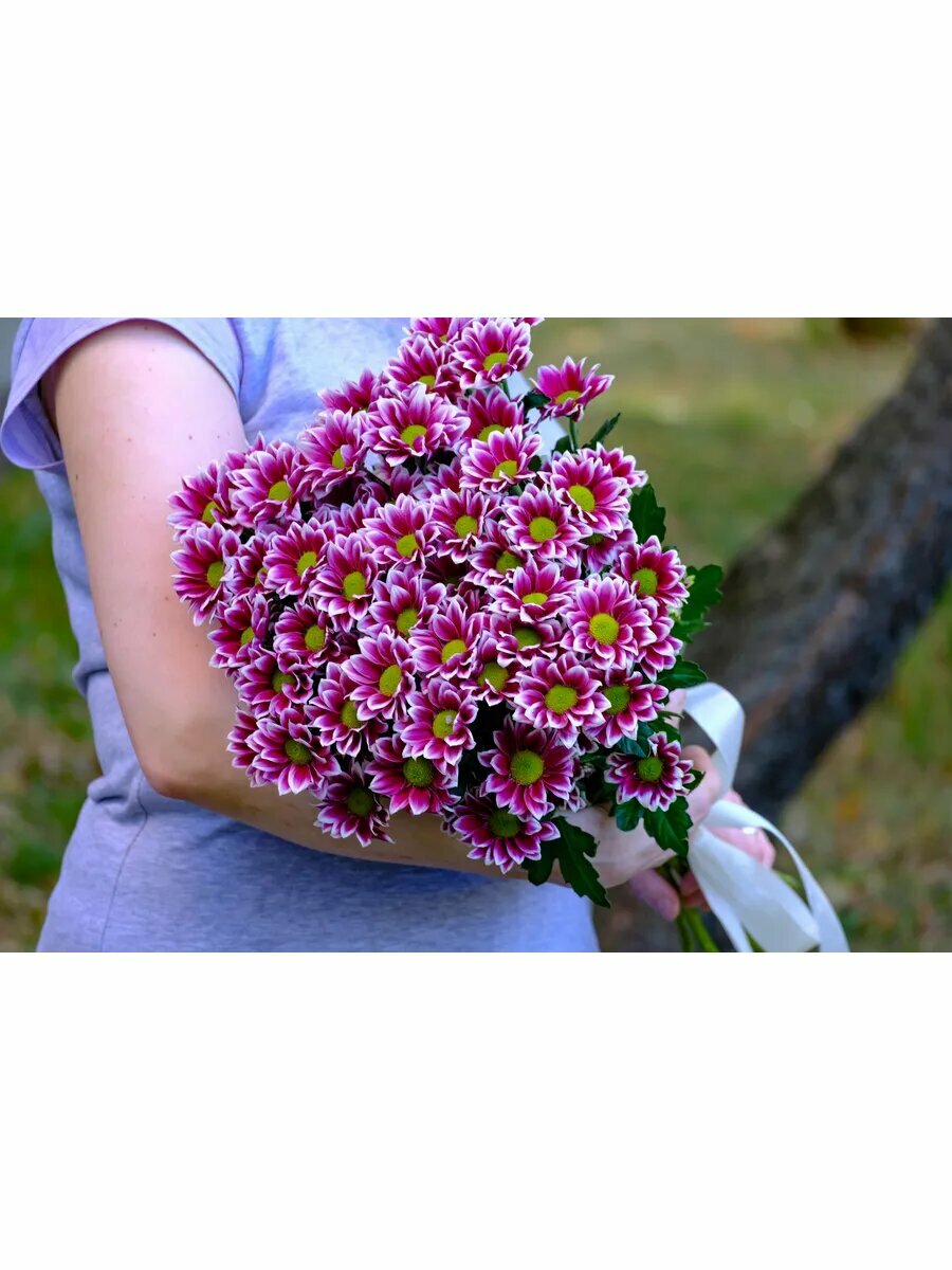 Букет из 9 кустовых хризантем "Бордовые кустовые хризантемы"
