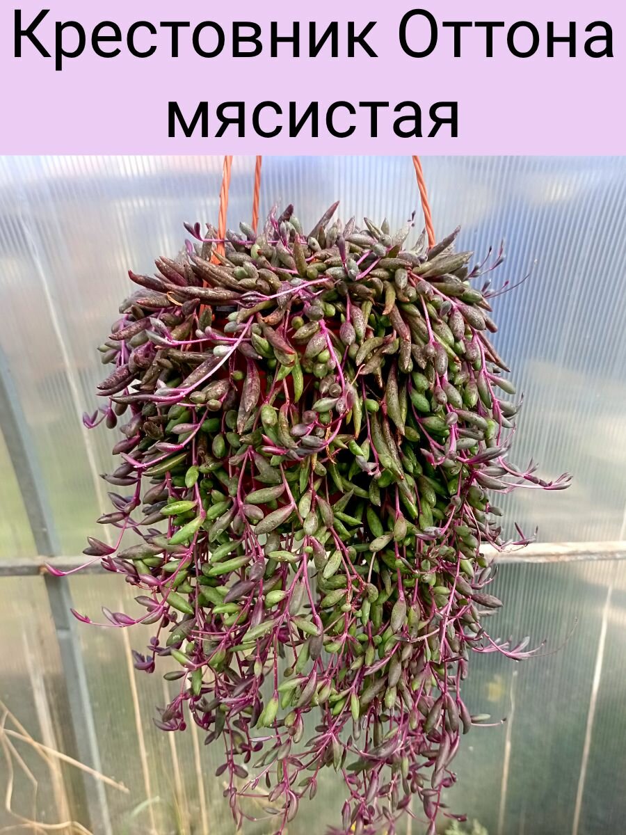Крестовник Оттона Мясистая 2 черенка