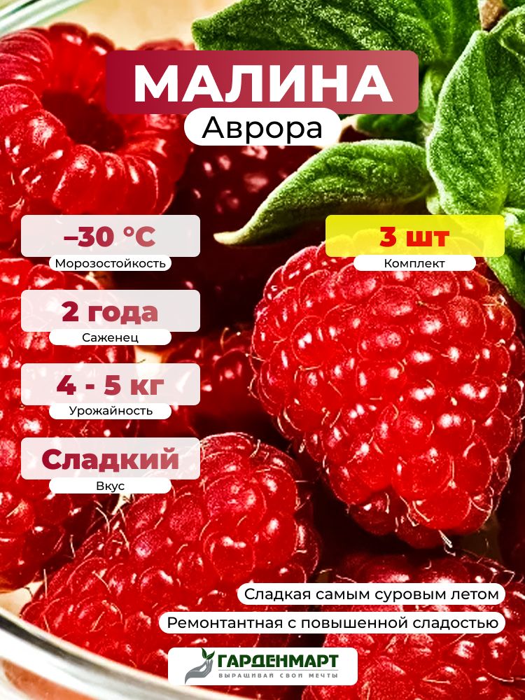 Саженец Малина ремонтантная с повышенной сладостью для Сибири Аврора, комплект 3 шт.