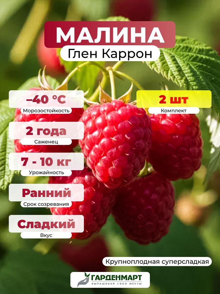 Саженец Малина крупноплодная суперсладкая Глен Каррон, комплект 2 шт.
