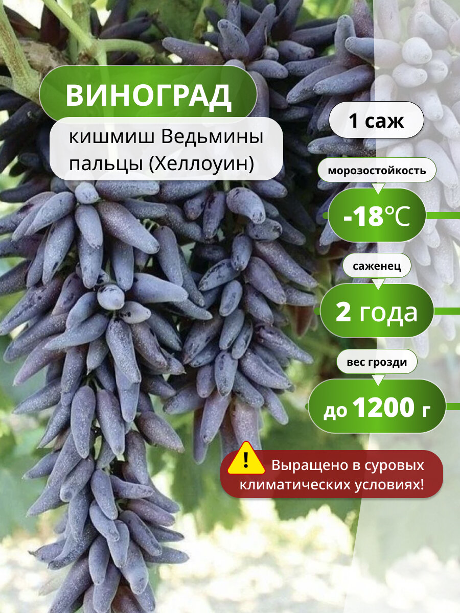 Саженец винограда "Ведьмины пальцы", кишмишный сорт, для диетического питания, 1 шт