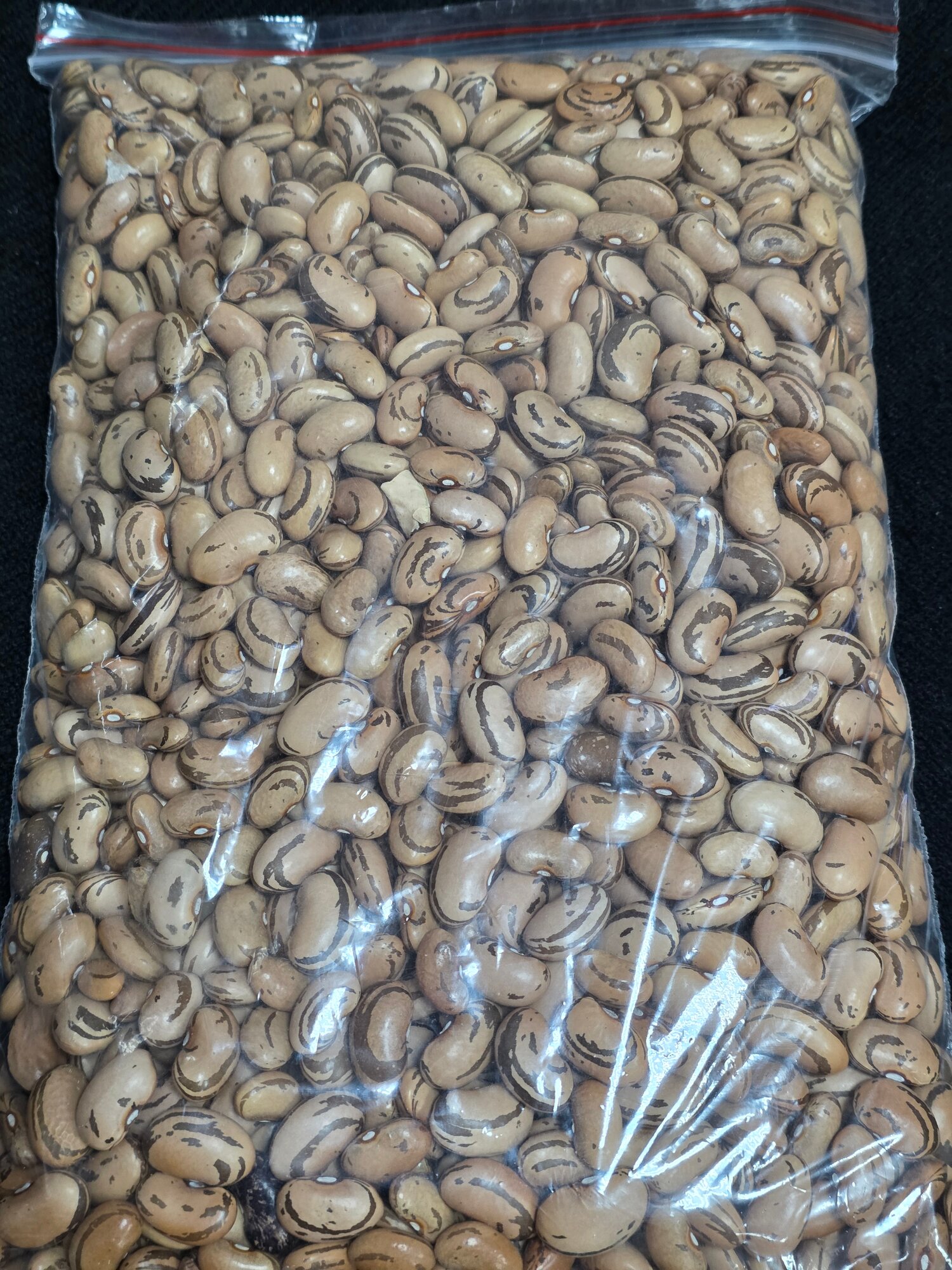 Фасоль пёстрая