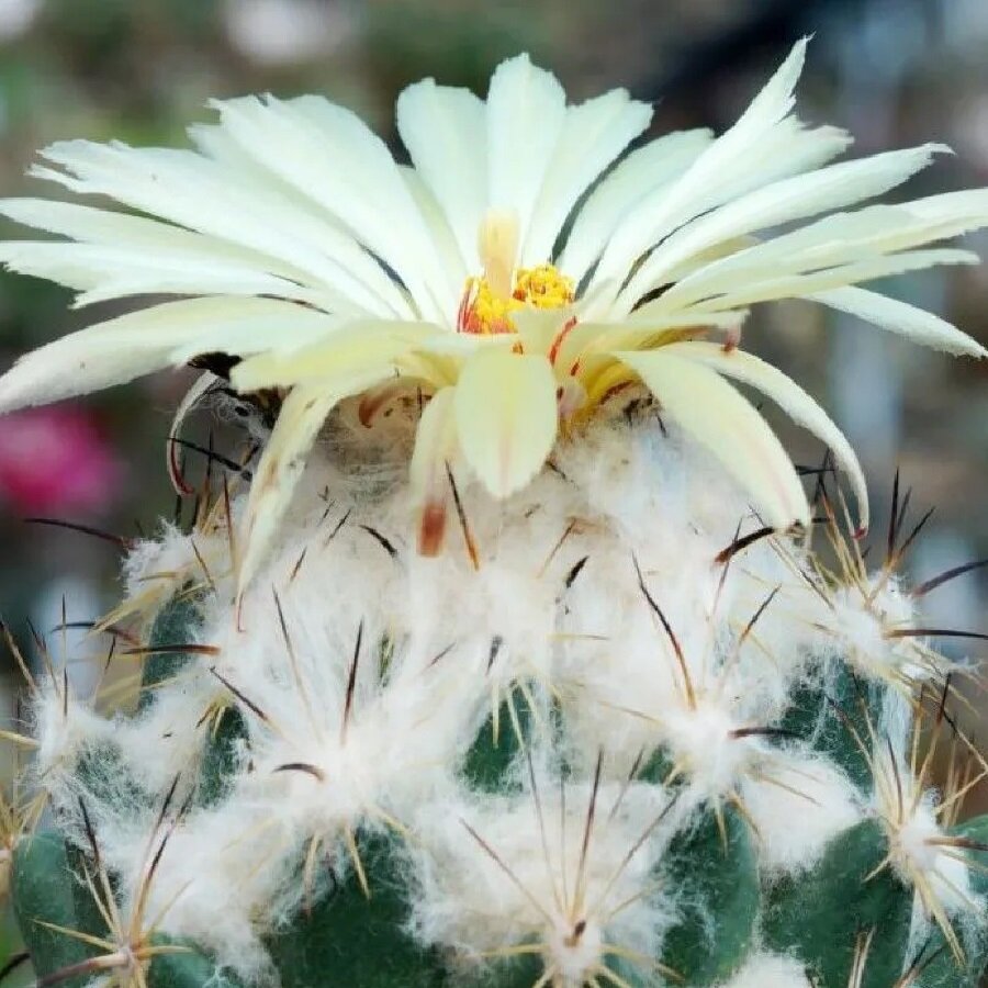 Семена Деодар Кактус Coryphantha calipensis SB-1390, 10 шт.