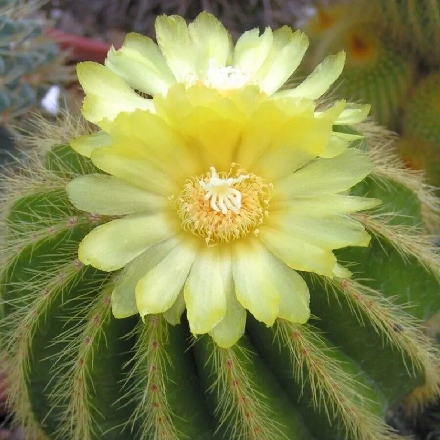 Семена Деодар Кактус Eriocactus warasii 10 шт.