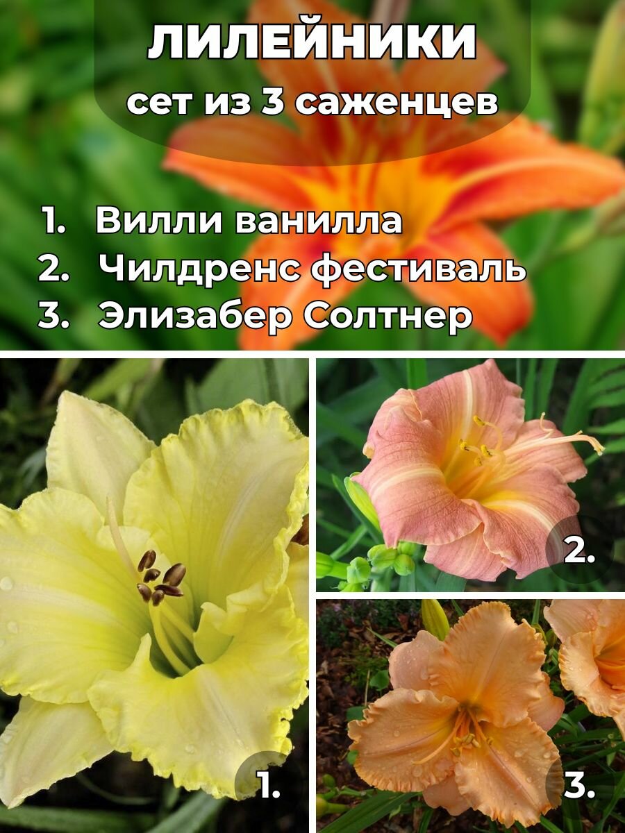 Лилейник, корневища , сет из 3-х сортов