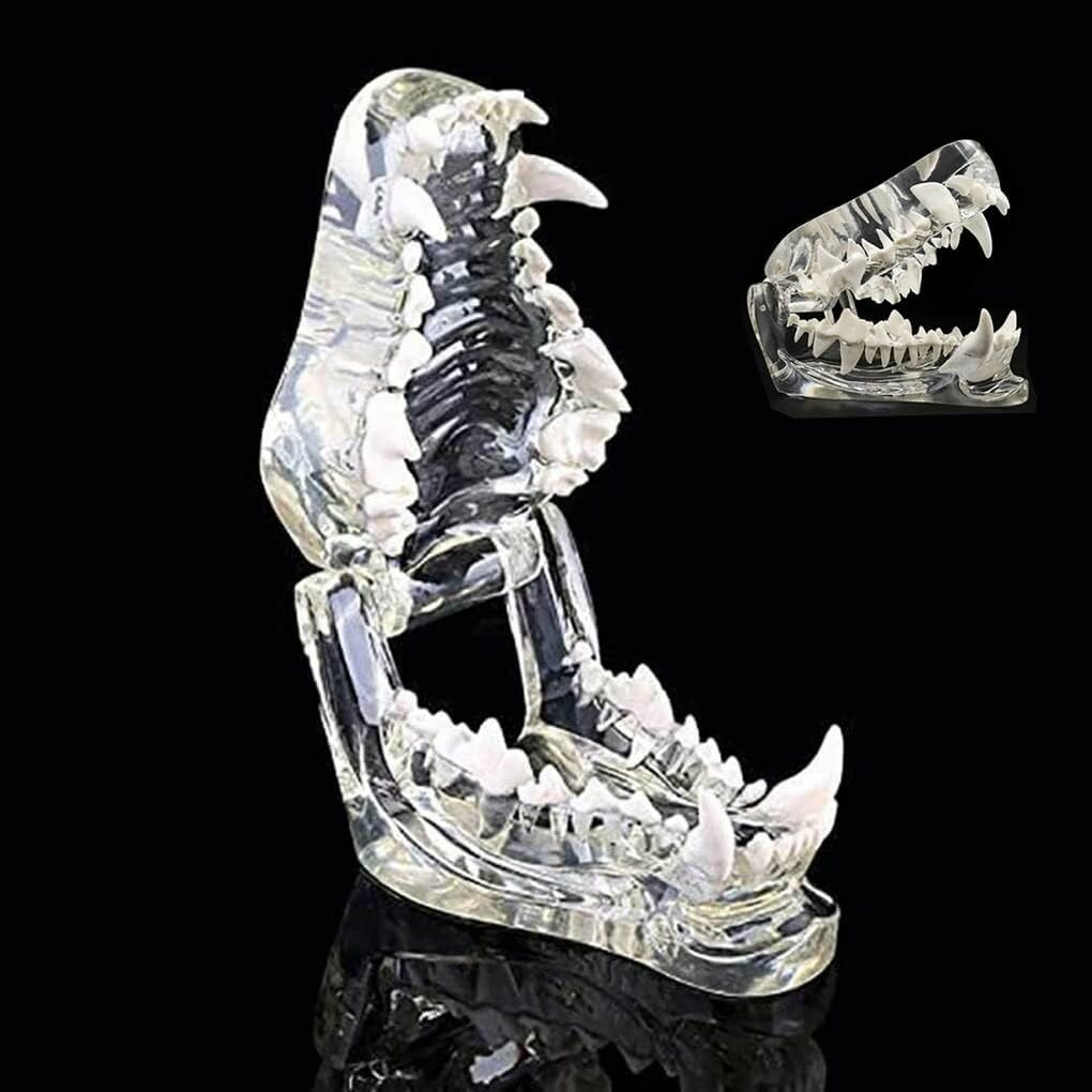 Прозрачная анатомическая модель челюсти собаки для ветеринарного образования, стоматологическая челюсть для животных с подвижной конструкцией и экоматериалами