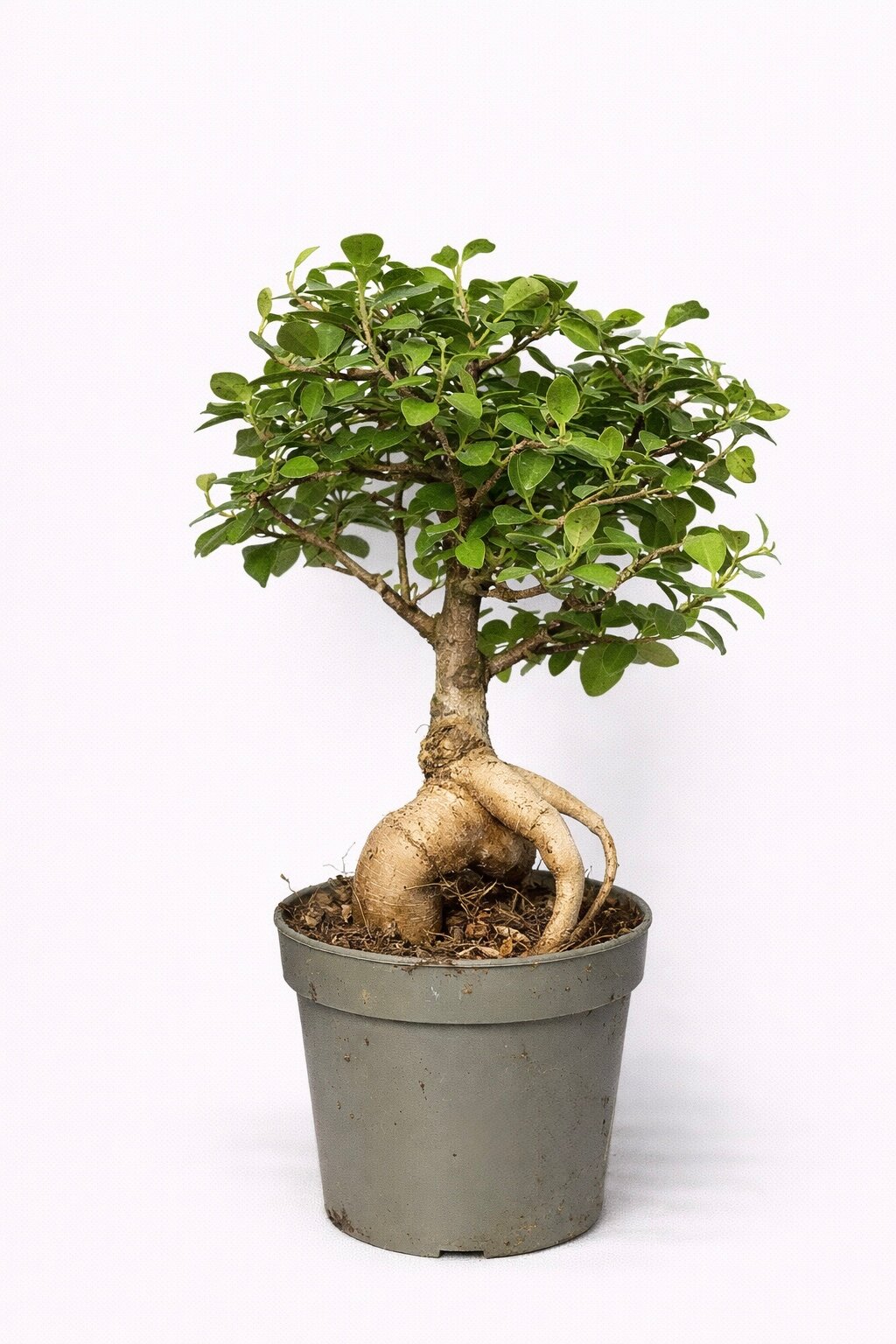 Фикус микрокарпа генсенг (Ficus microcarpa Ginseng) 12см