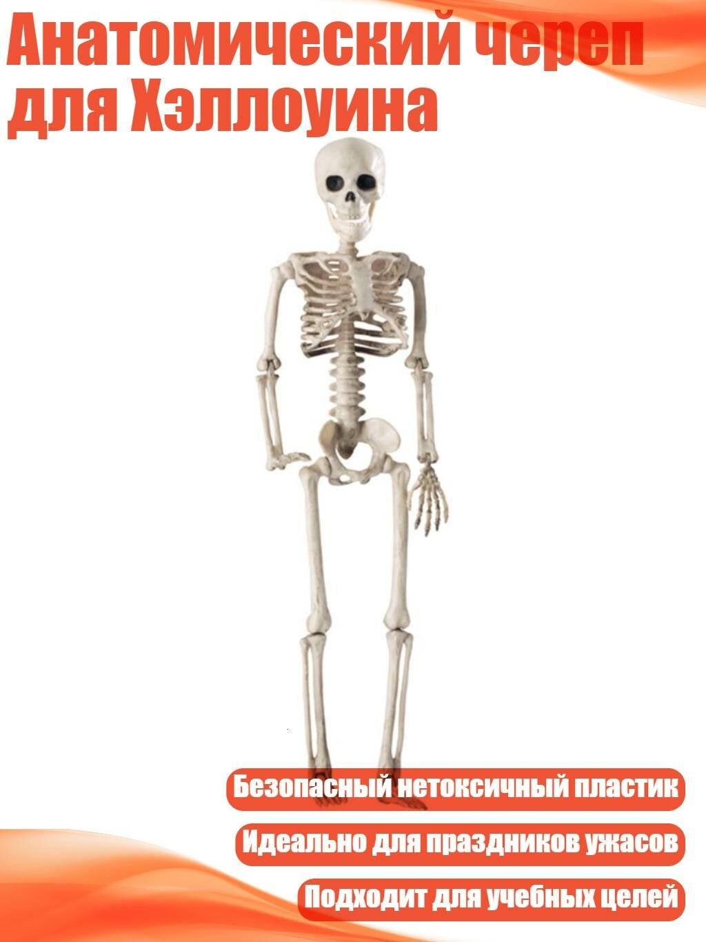 Анатомический череп для Хэллоуина