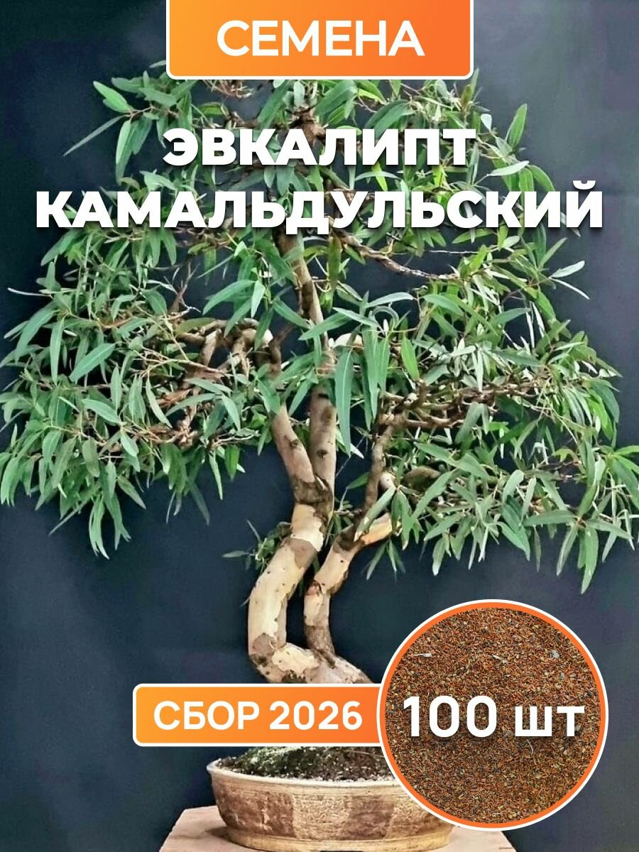 Эвкалипт Камальдульский, декоративный комнатный, семена 100 шт