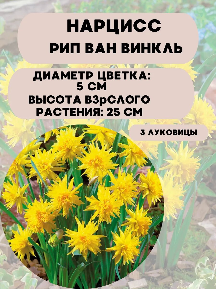 Нарцисс махровый / Луковицы нарцисса