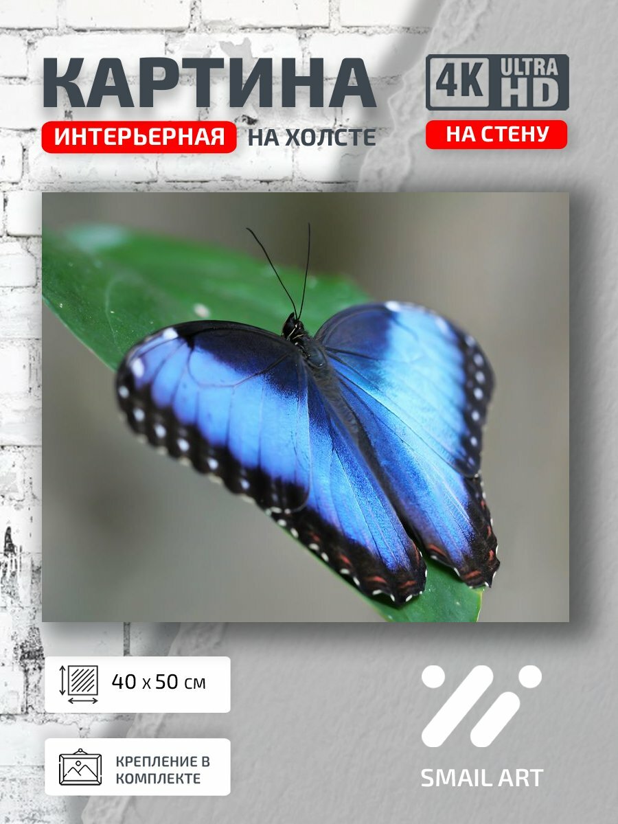 Картина на холсте интерьерная 40 на 50 на стену Синяя Macro для офиса макро интерьер декор