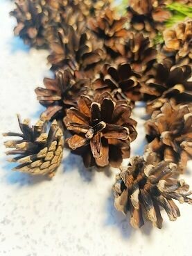 Шишки сосновые очищенные 10 штук