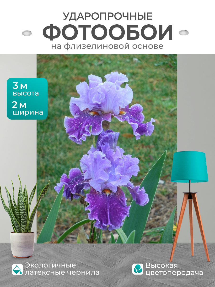 Фотообои моющиеся ударопрочные "Ирис, блум, фиолетовый" 200x300 см. флизелиновые на стену