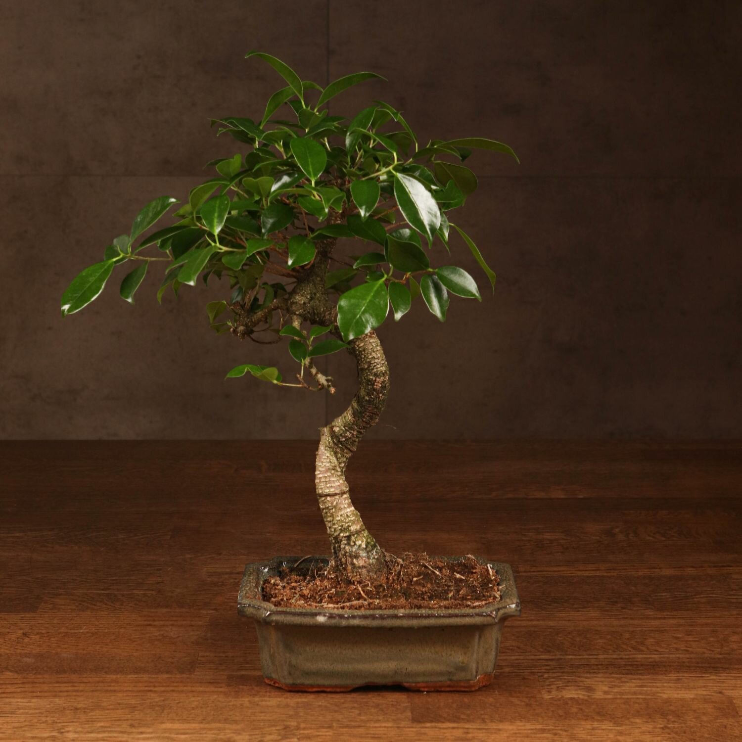 Бонсай Фикус 40 см