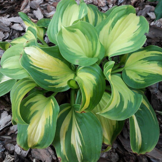 Хоста Эмеральд Чарджер , C2 (1 корневище в пакете с торфом), Нидерланды