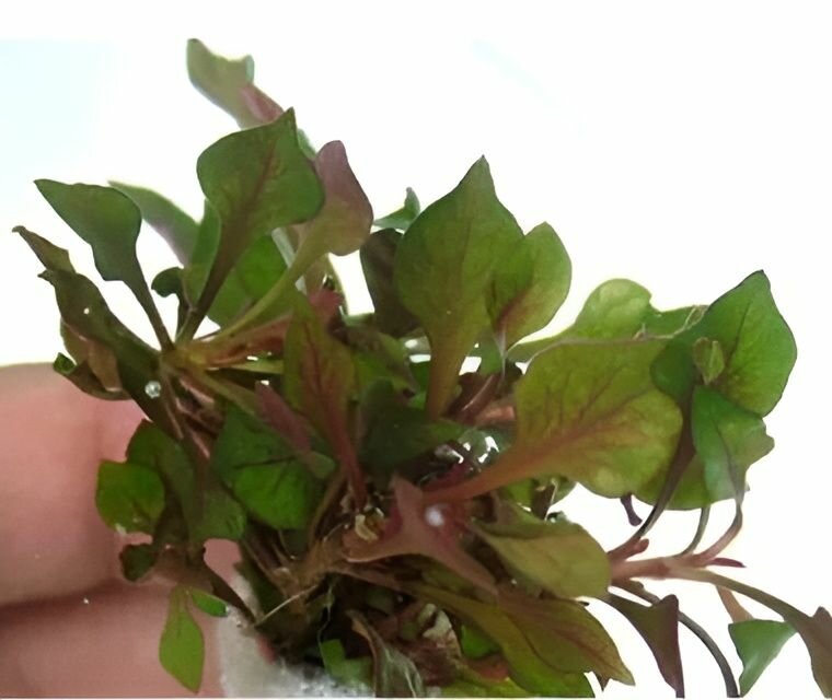 Альтернантера Бетзикиана . Простое Живое аквариумное растение