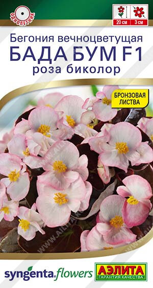Бегония Бада бум F1 роза биколор