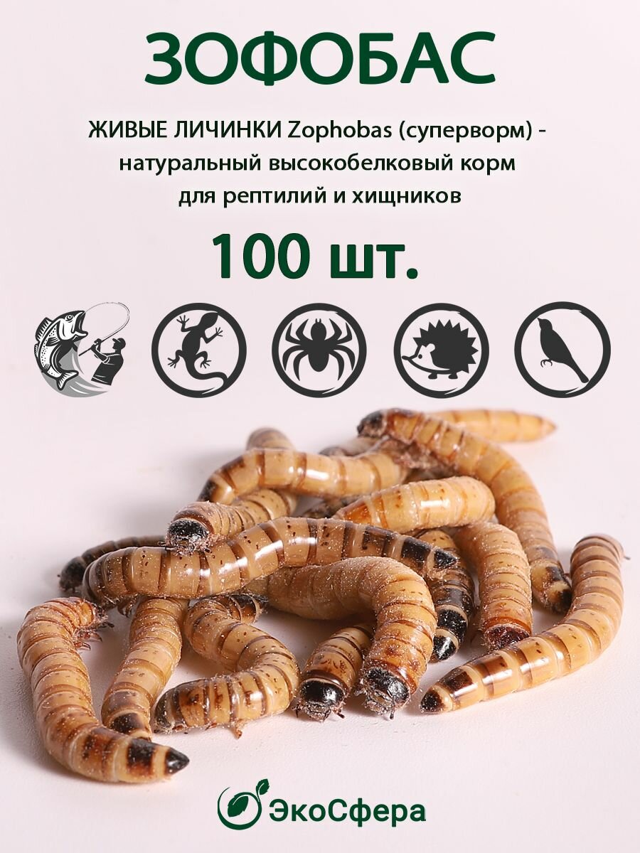 Зофобас (живой) 100 штук