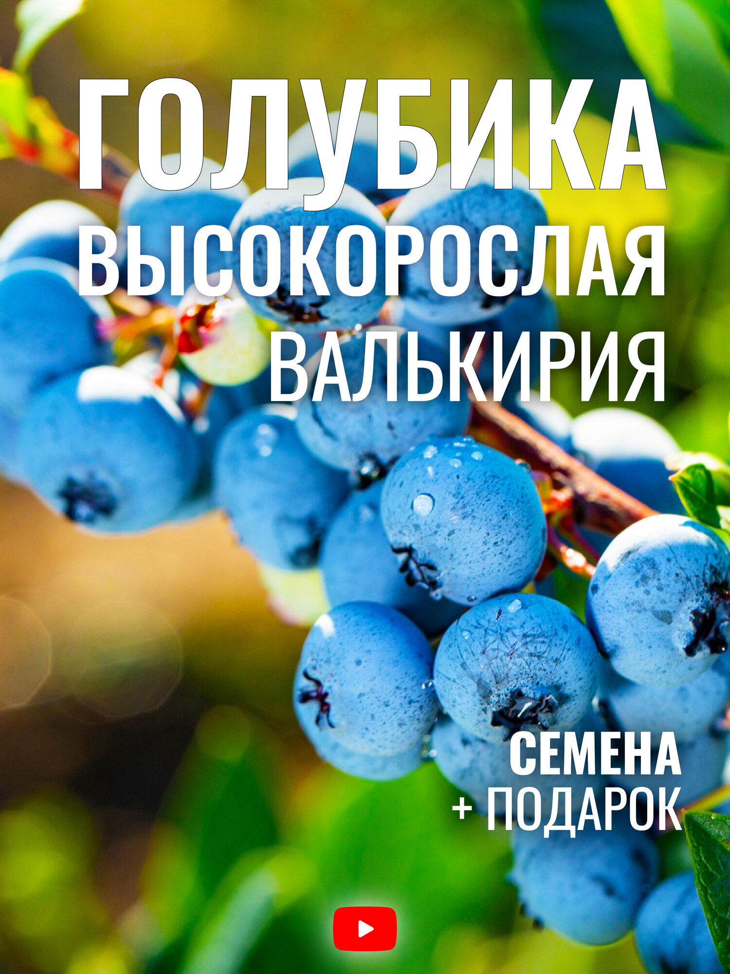 Голубика Высокорослая Валькирия, Семена, 20 шт, семена ягод, многолетник