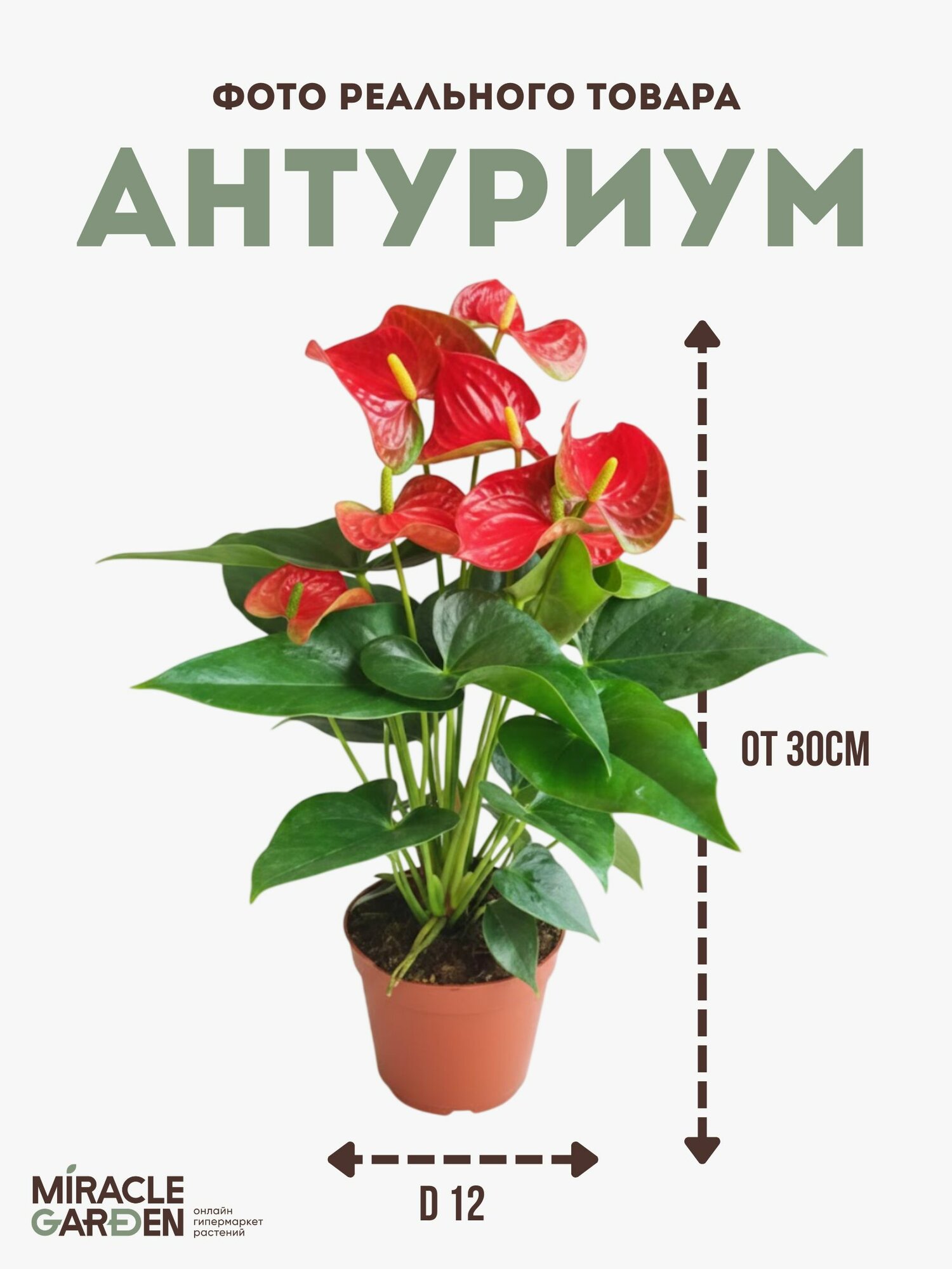 Антуриум Красный Red Spots 35 см D12 Комнатное растение в горшке