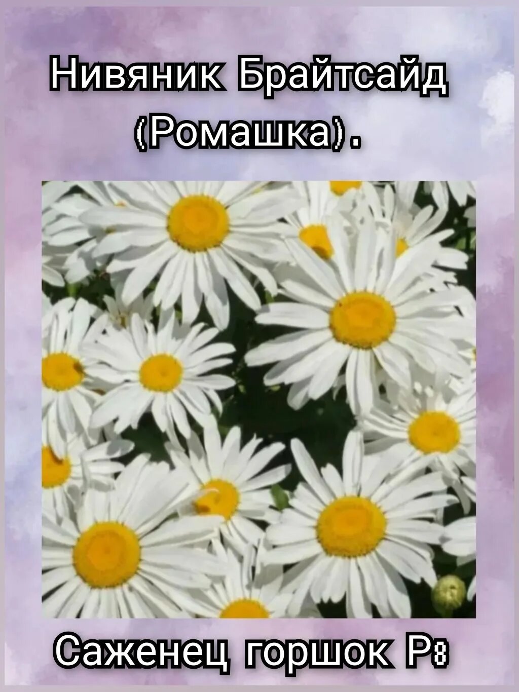 Нивяник Брайтсайд (Ромашка)