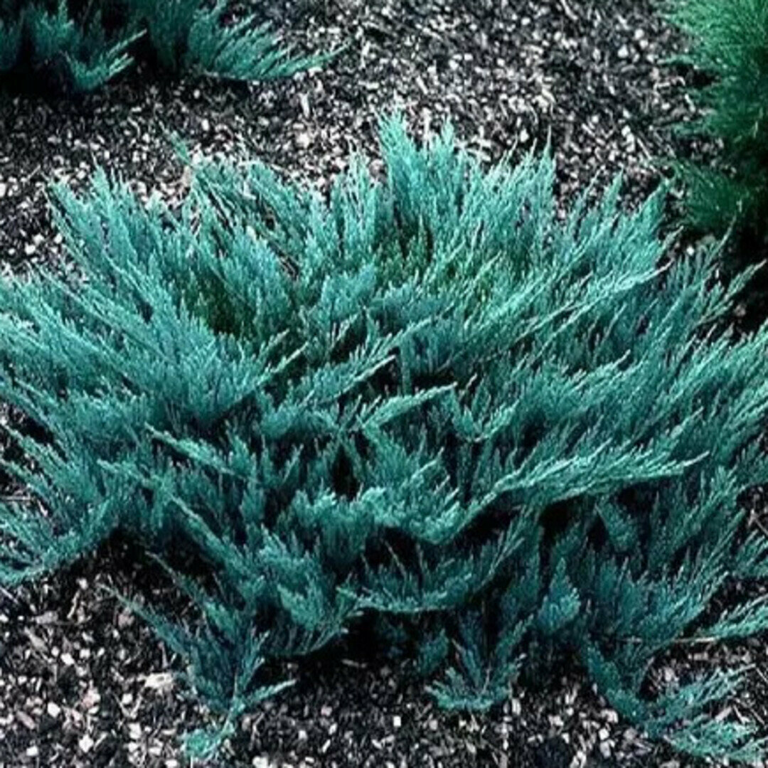 Можжевельник горизонтальный Блю Чип / 1 шт, морозостойкий сорт