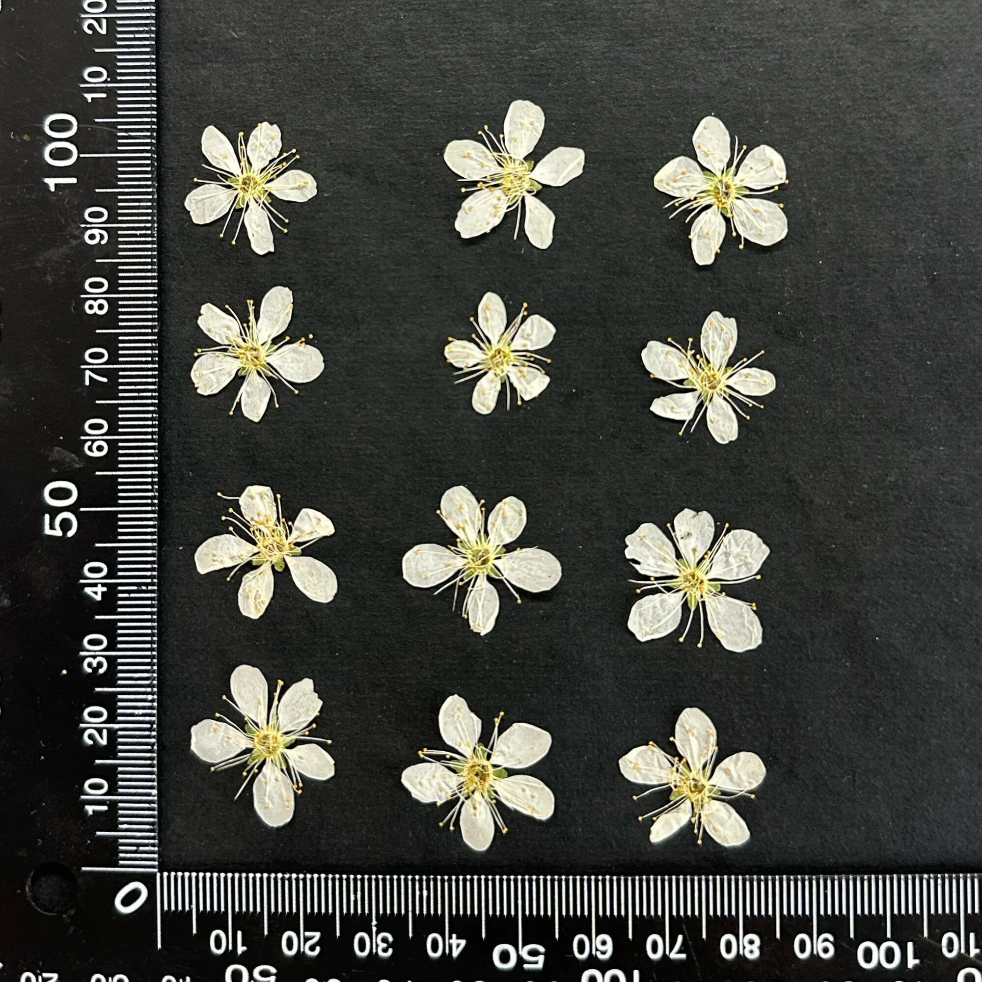 Прессованные лепестки цветов сливы NYAConfetti 24 шт. 2-2.5cm