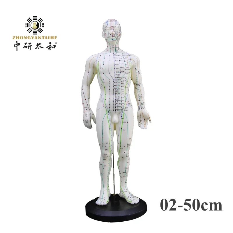 Мужской акупунктурный манекен из ПВХ 20 дюймов ZHONGYAN TAIHE