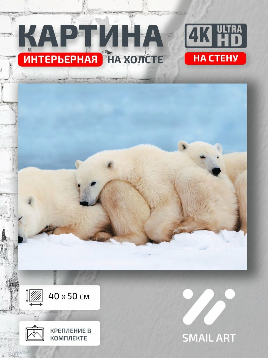 Картина на холсте интерьерная 40 на 50 на стену Медведи Animal для кафе animal style декор