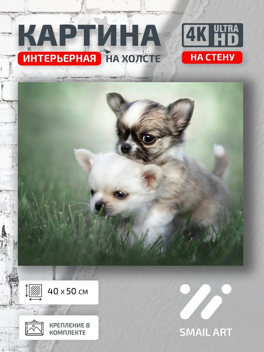 Картина на холсте интерьерная 40 на 50 на стену Животные Чихуахуа для офиса атмосфера