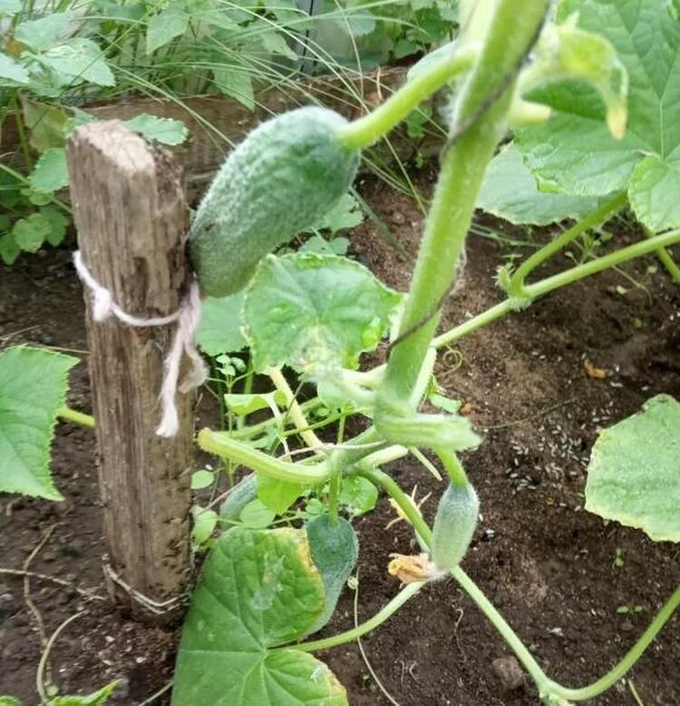 Коллекционные семена огурца Мал-да-удал F1