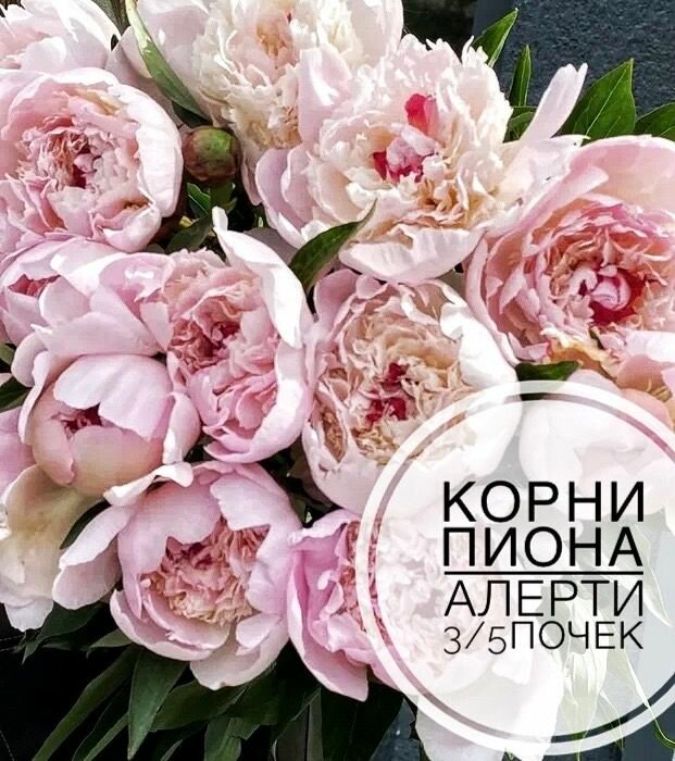 Корни пиона Алерти 3/5 почек