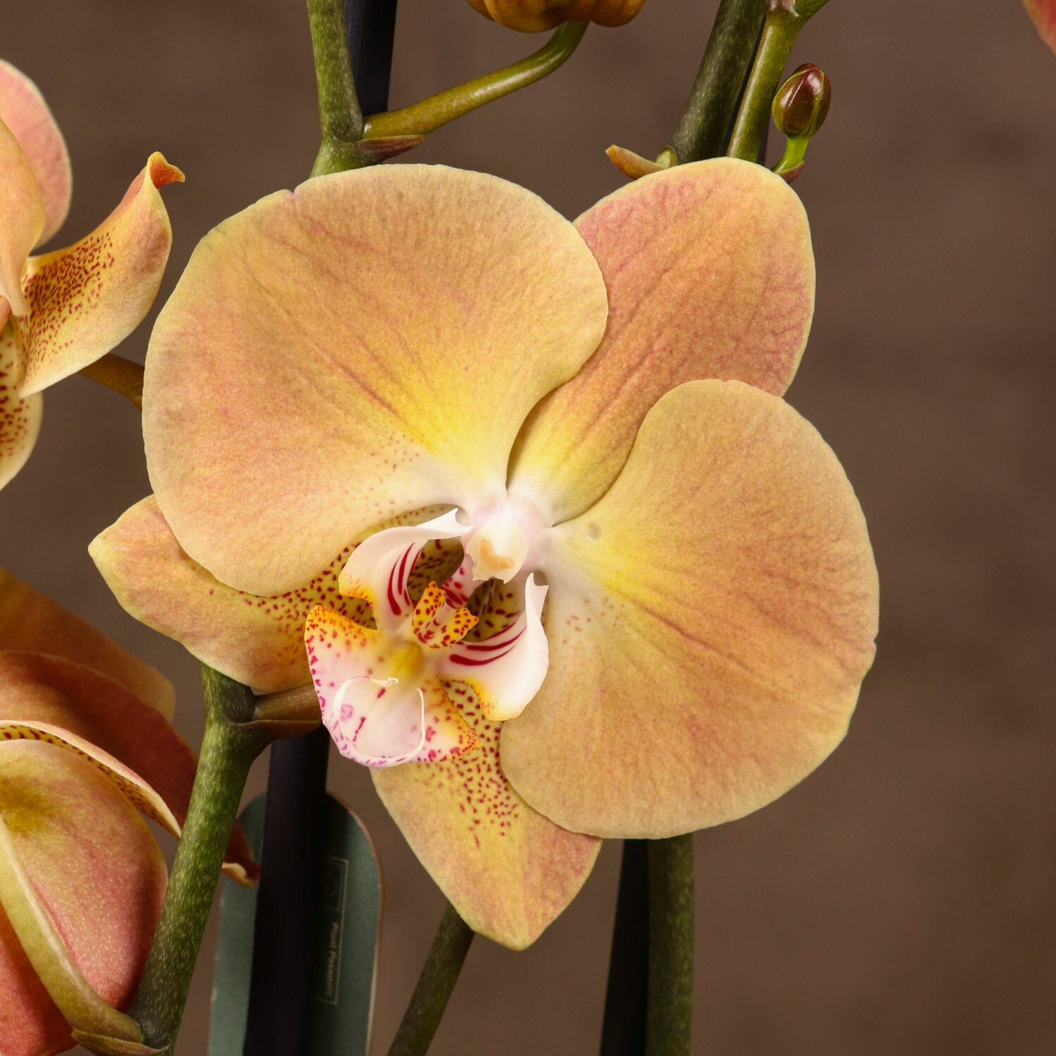 Орхидея Фаленопсис Голден Ривер 2 ст