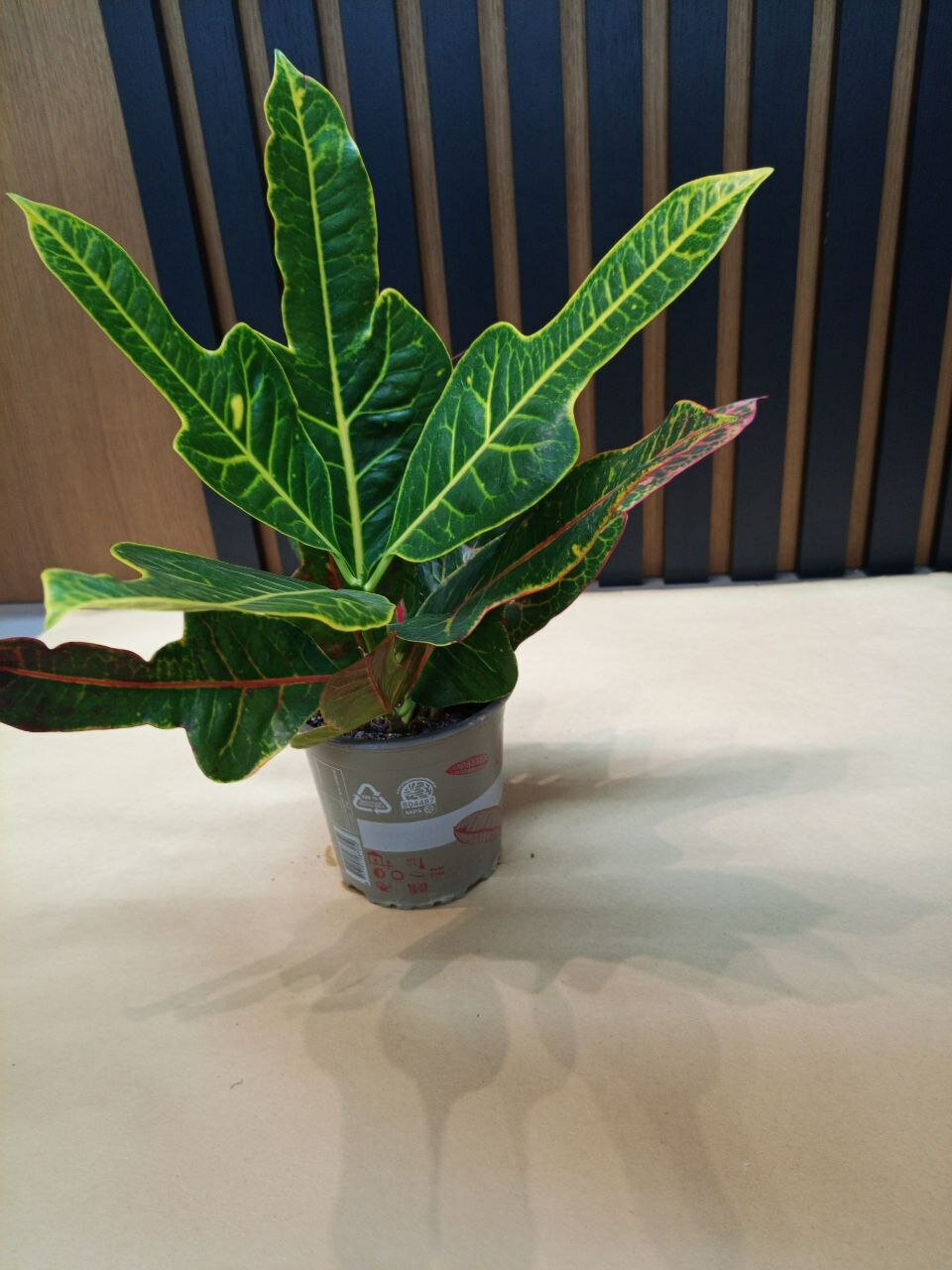 Кротон " Цветочная лавка" комнатное растение, высота 40 см, ширина 25 см