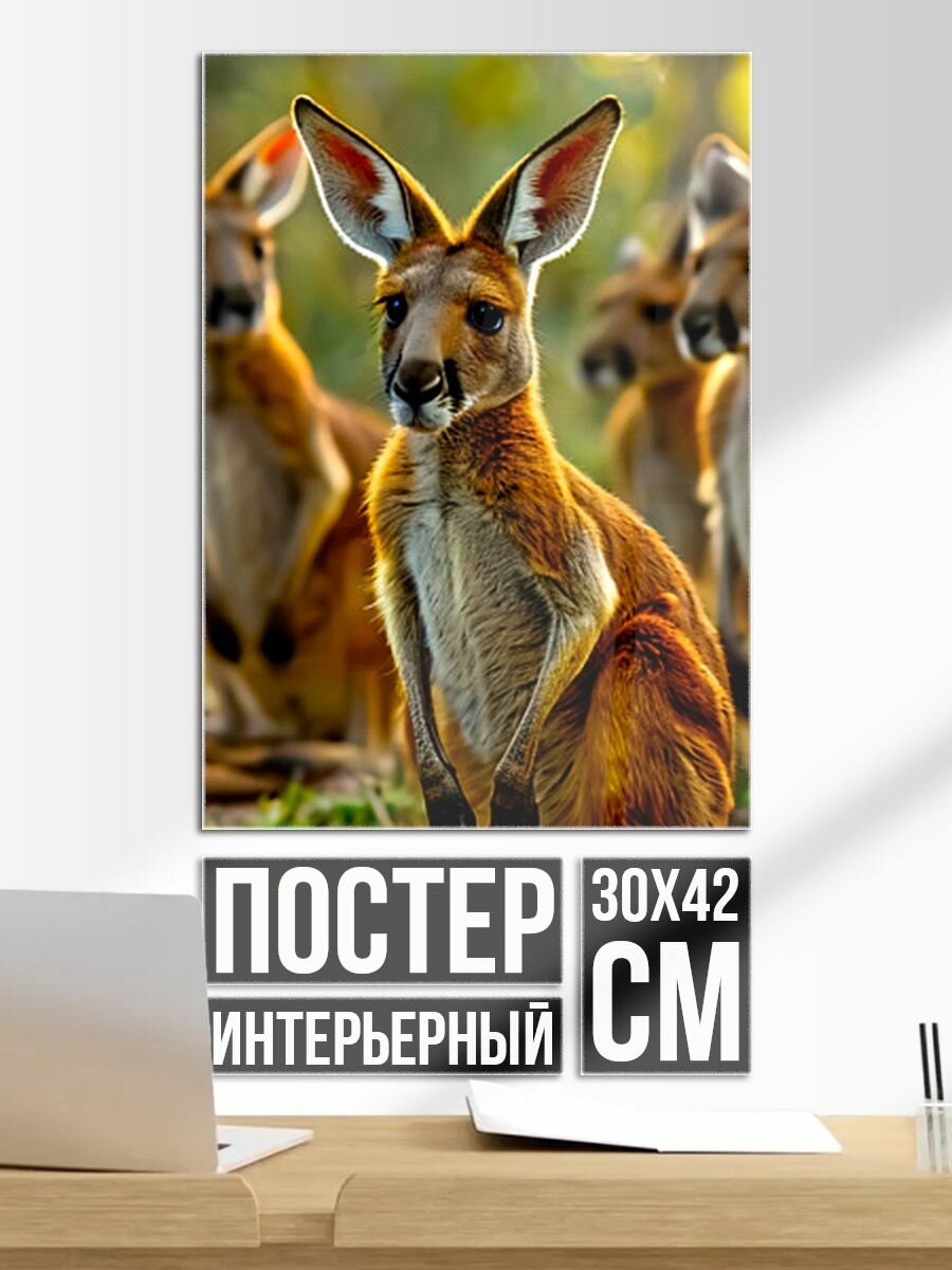 Постер на стену Кенгуру