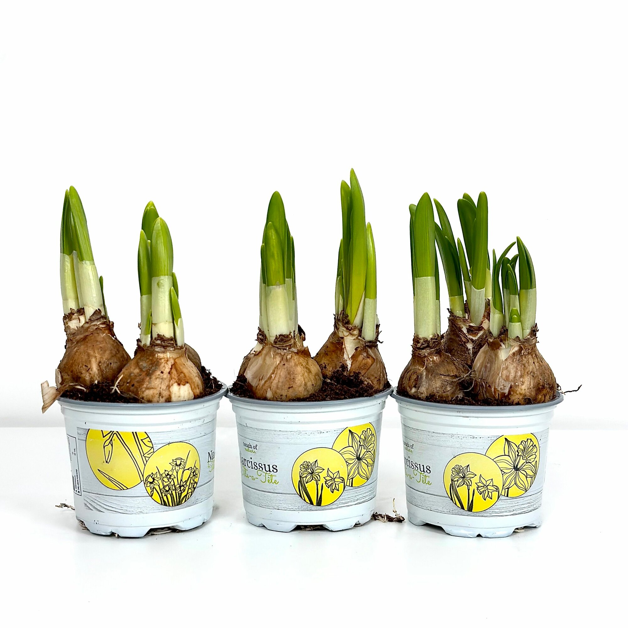 Набор 3 растения: Нарцисс 3+ луковицы, высота 15-20 см, живое растение