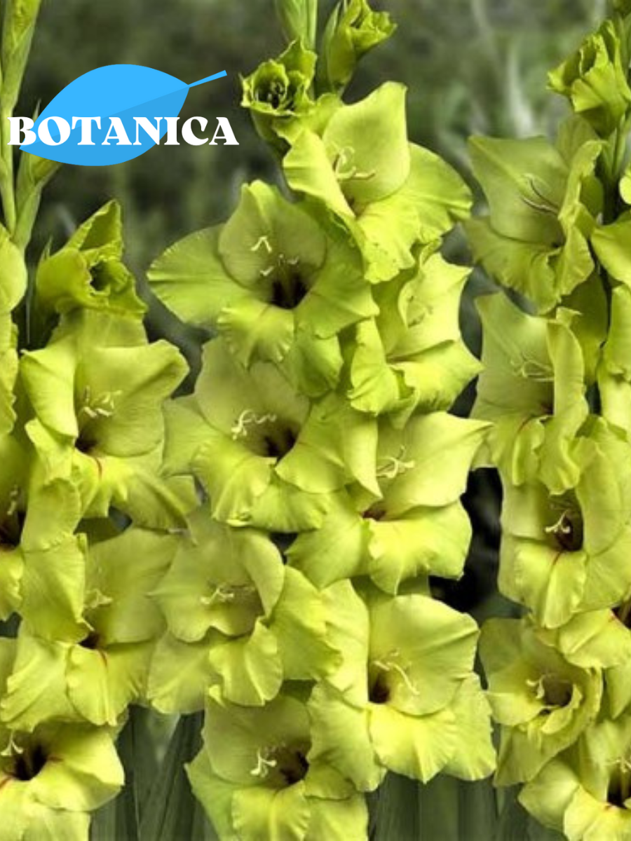 Луковицы цветов, botanica garden, Гладиолус Прима Верде (3 штуки)