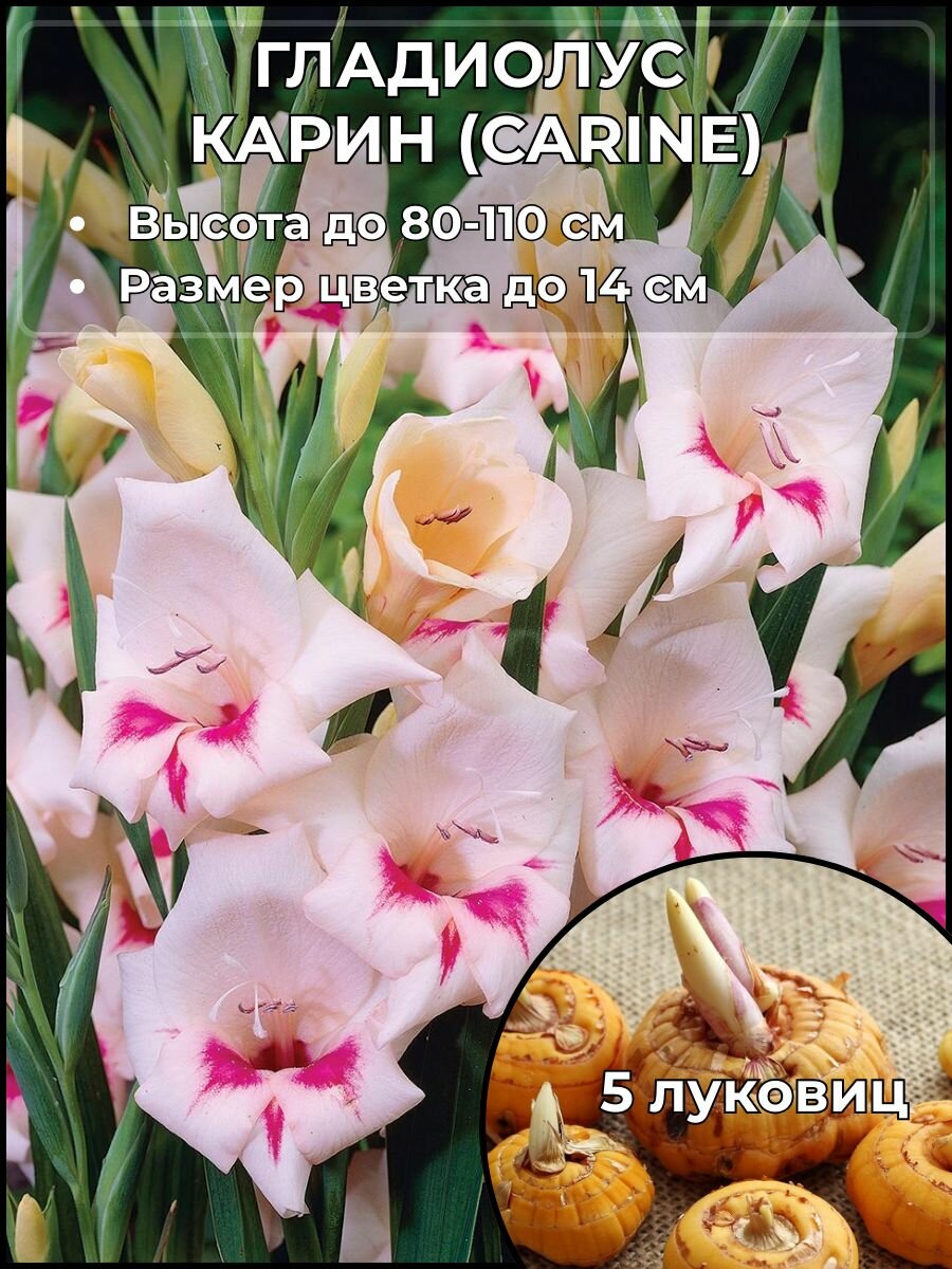 Гладиолус Карин, луковицы 5 штук