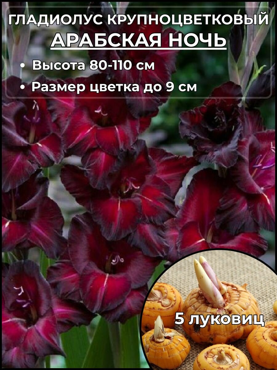 Гладиолус Арабская ночь, луковицы 5 штук