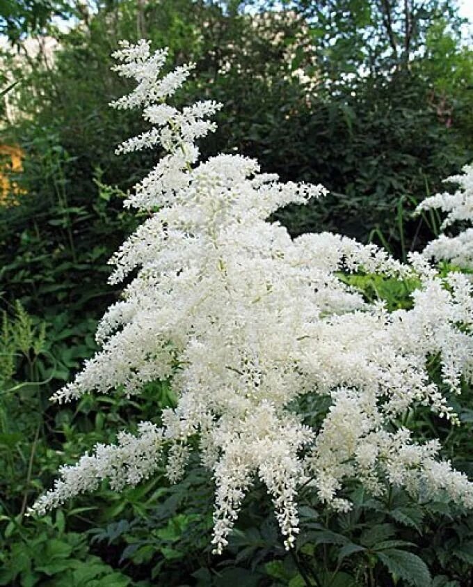 Астильба Арендса Браутшлеер